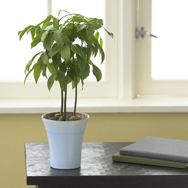 Lucky Bean Plant The Green Head