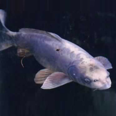 Fish With Human Face - Video & Images