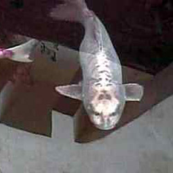 Fish With Human Face - Video & Images