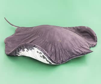 Giant Freshwater Stingray Blanket | The Green Head