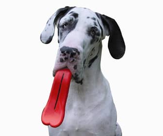 Humunga Chomp - Giant Human Teeth Dog Fetch Ball | The Green Head