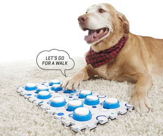 Doggie Dining Table | The Green Head