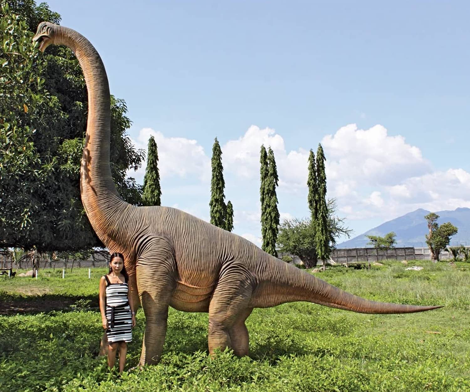 Massive Brachiosaurus Dinosaur Statue The Green Head