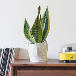 Bacon and Eggs Inflatable Pool Floats | The Green Head