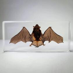 Can of Dehydrated Water - Just Add Water!