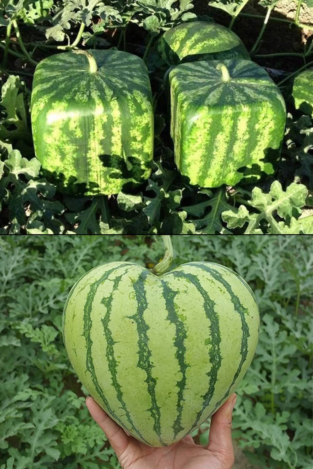 Watermelon Shaping Molds - Square or Heart Shapes