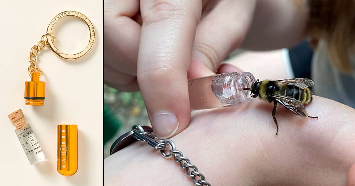 BeeVive - Portable Bee Revival Kit - Save a Bee! | The Green Head