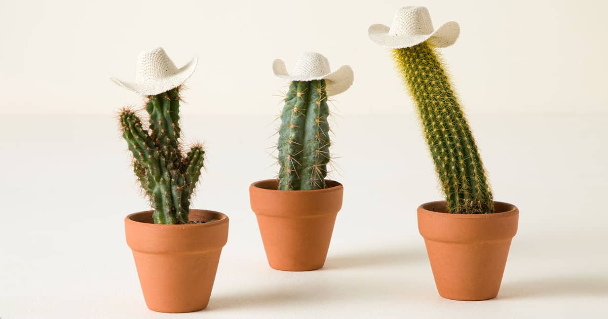 Cactus Trio Wearing Cowboy Hats | The Green Head