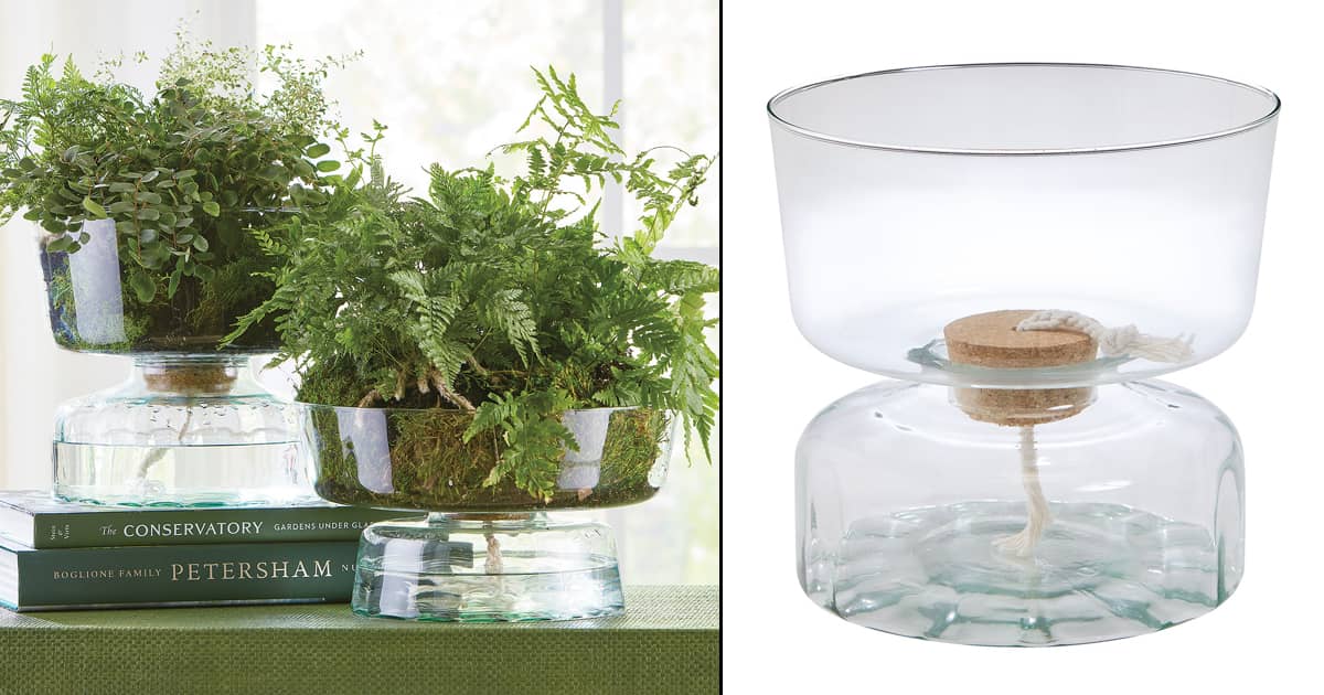 Canopy Self-Watering Glass Planter | The Green Head