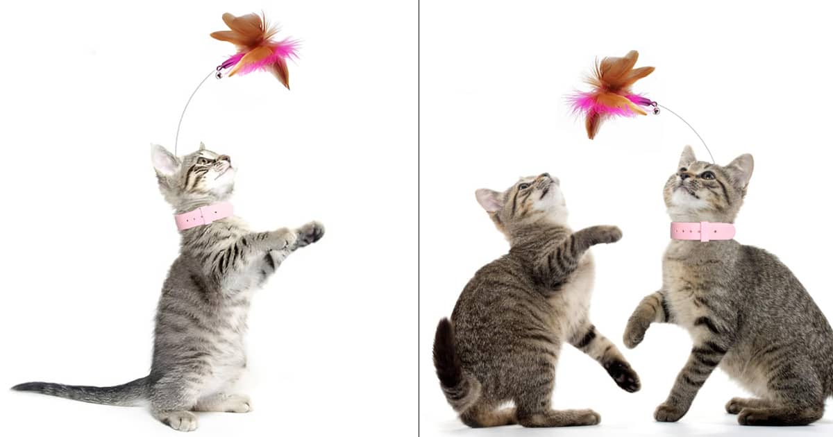 Cat Teasing Collar Toy | The Green Head