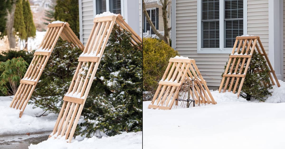 Cedar Shrub Guards - Protect Bushes From Falling Snow and Ice | The ...