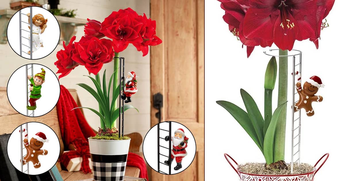 Climbing Holiday Character Amaryllis Support Stake Ladders | The Green Head