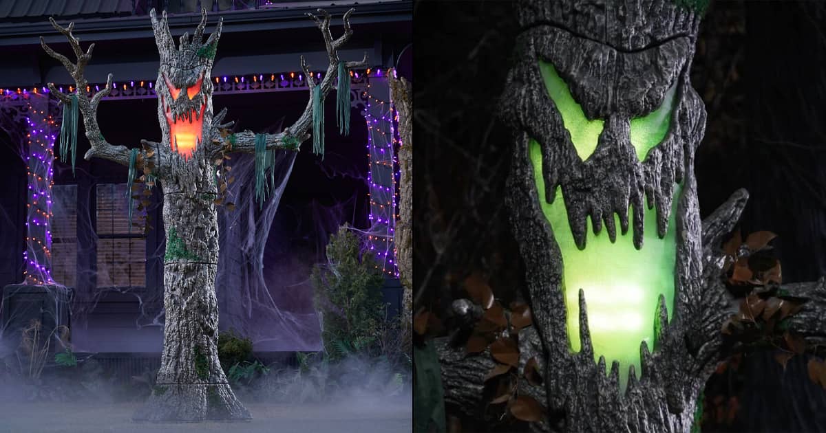 Gigantic 9-Foot Murderous Maple Tree | The Green Head