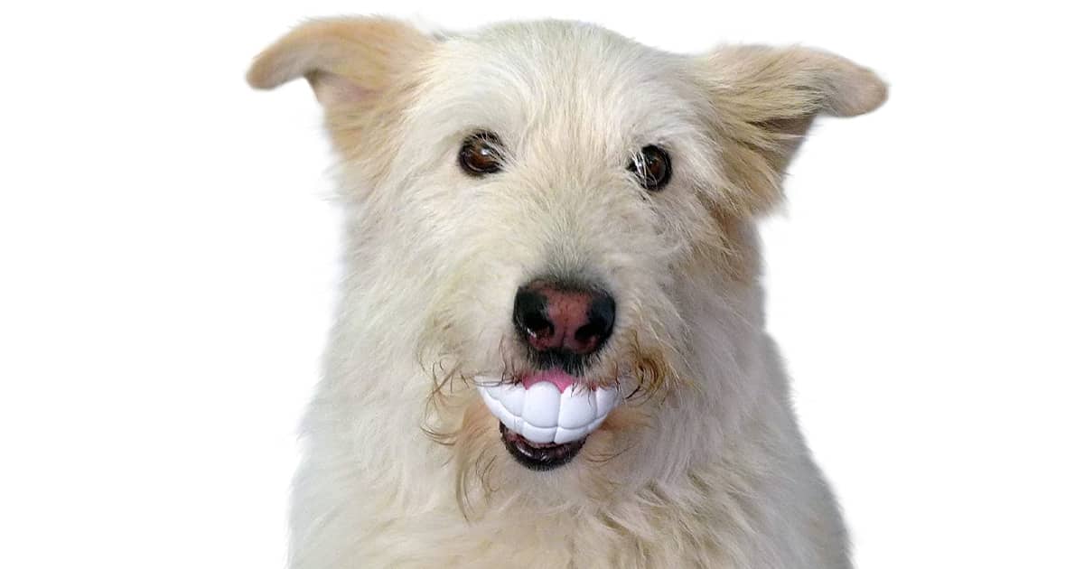 Humunga Chomp - Giant Human Teeth Dog Fetch Ball | The Green Head