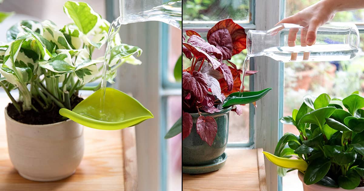 Leaflow - Leaf-Shaped Plant Watering Funnels | The Green Head