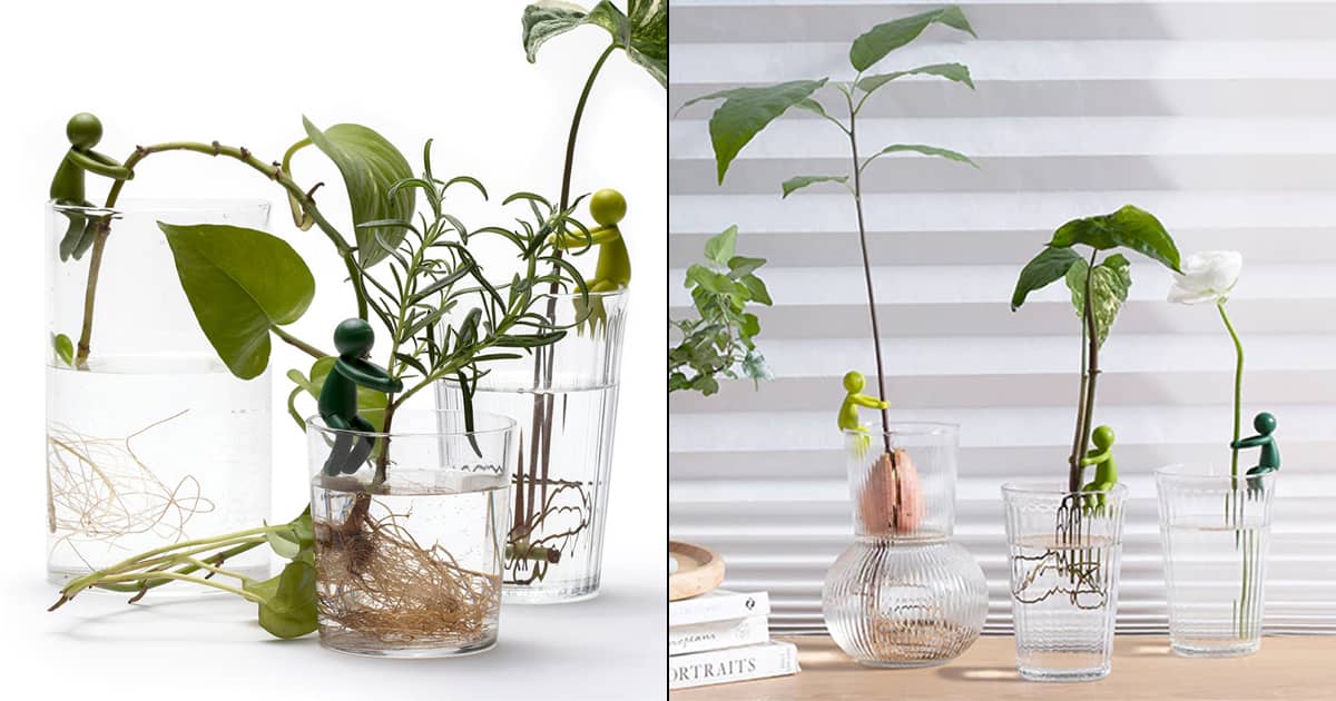 Leafriend - Supports for Plant Cuttings, Flowers, Avocado Stems, and ...