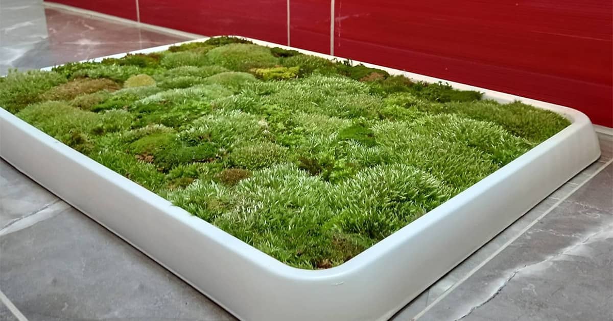 Live Green Moss Bath Mat | The Green Head