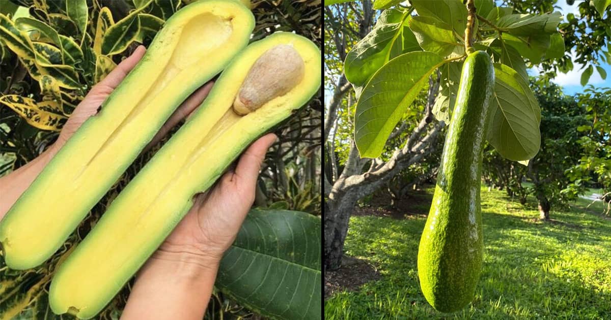 Long Neck Avocados | The Green Head