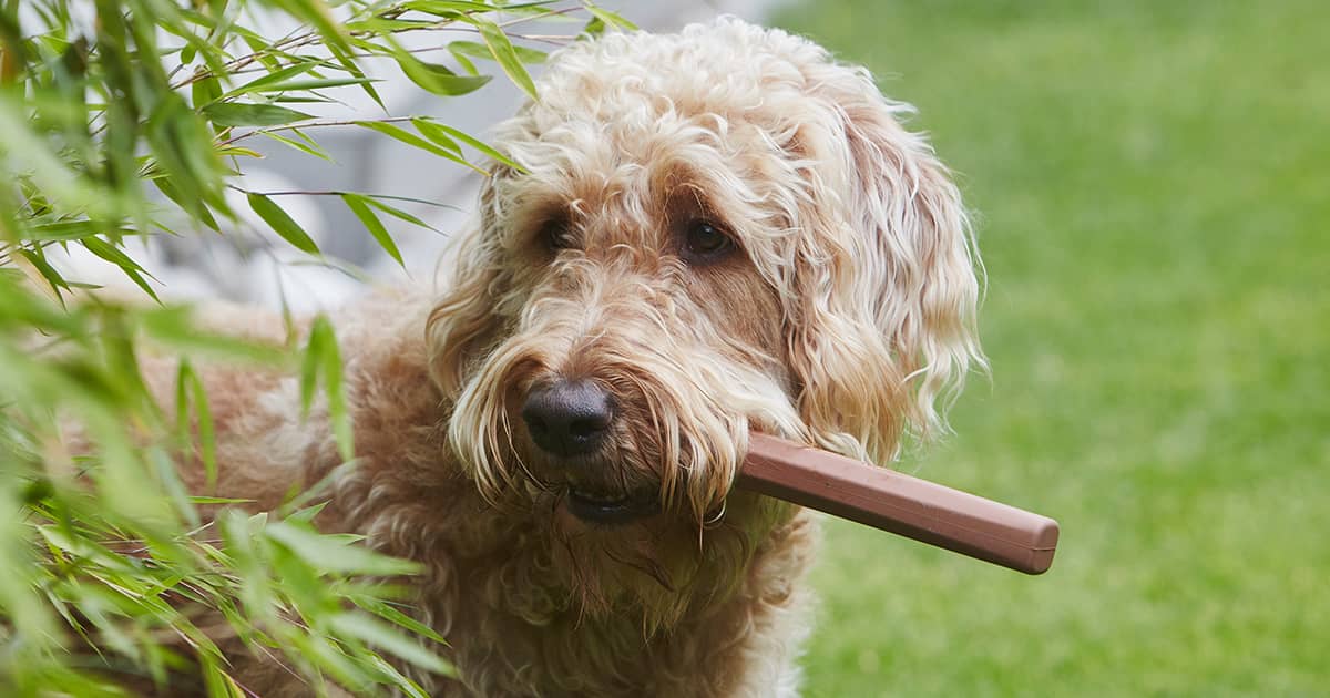 MiaCara Ramo - Minimalist Stick Dog Fetch Toy | The Green Head