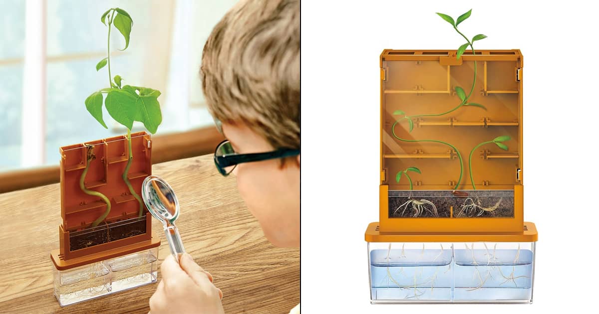 Plant Maze Science Kit | The Green Head