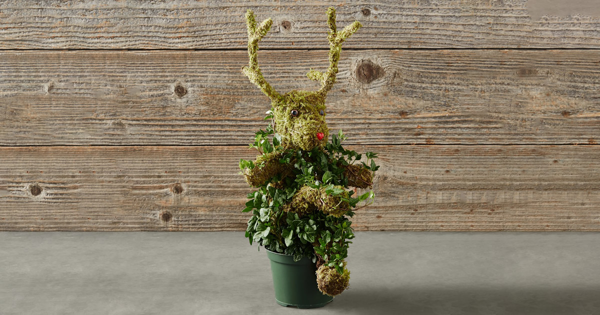 Rudolph the Red-Nosed Reindeer Topiary | The Green Head