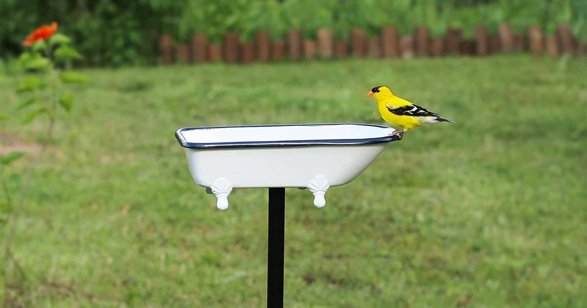 Splish Splash Bird Bath Bathtub | The Green Head
