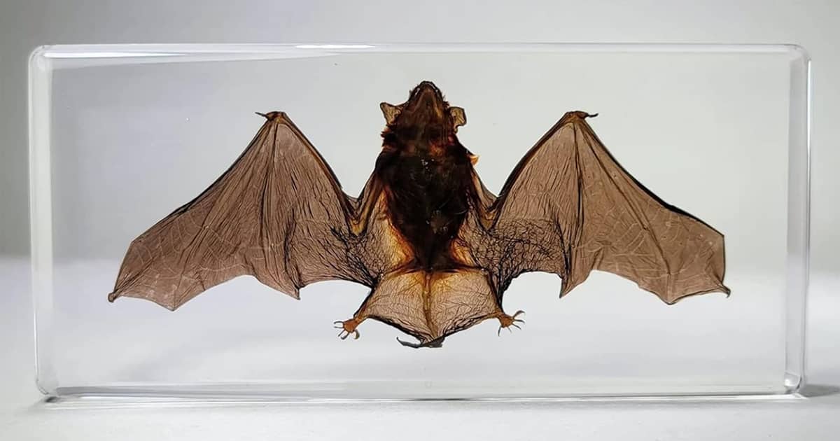 Spooky Real Bat Specimen Suspended in Resin | The Green Head