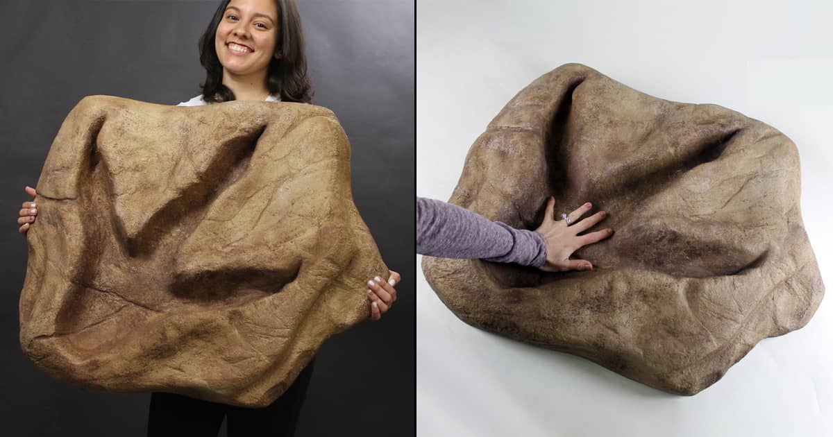 T-Rex Dinosaur Footprint Fossil Replica | The Green Head