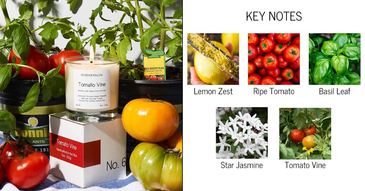Tomato Vine Scented Candle with a Coconut / Apricot Wax Blend | The ...