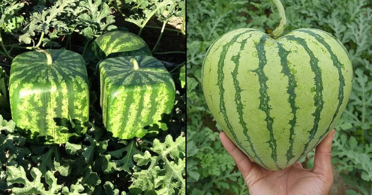 Watermelon Shaping Molds - Square or Heart Shapes | The Green Head