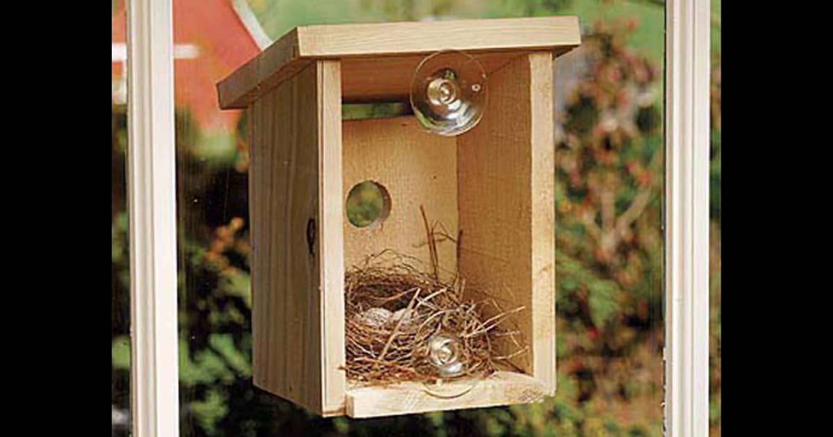 Window View Bird Nest Box | The Green Head