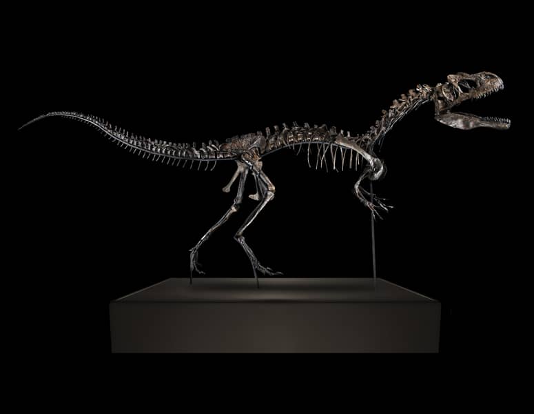 Allosaurus Dinosaur Skeleton - 55% Complete! | The Green Head