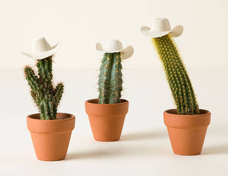 Cactus Trio Wearing Cowboy Hats | The Green Head