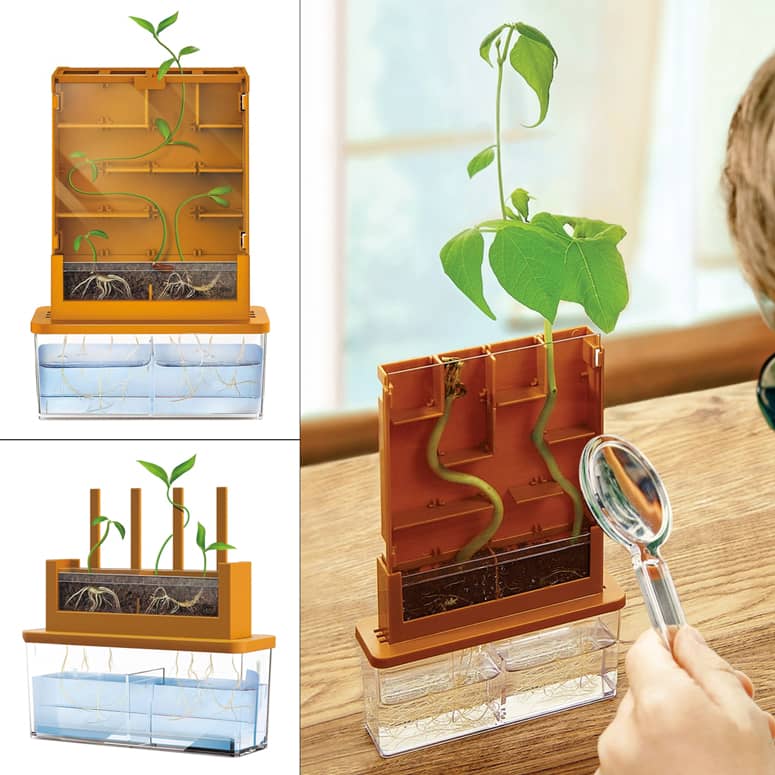 Plant Maze Science Kit