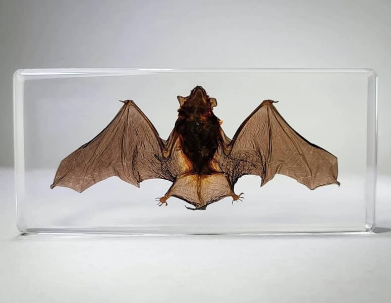Spooky Real Bat Specimen Suspended in Resin | The Green Head