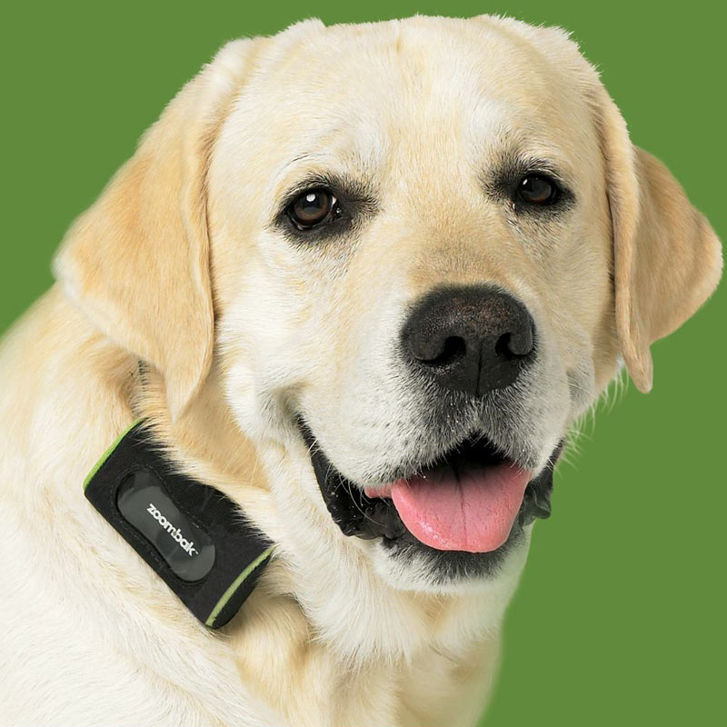 Zoombak GPS Dog Tracking System The Green Head